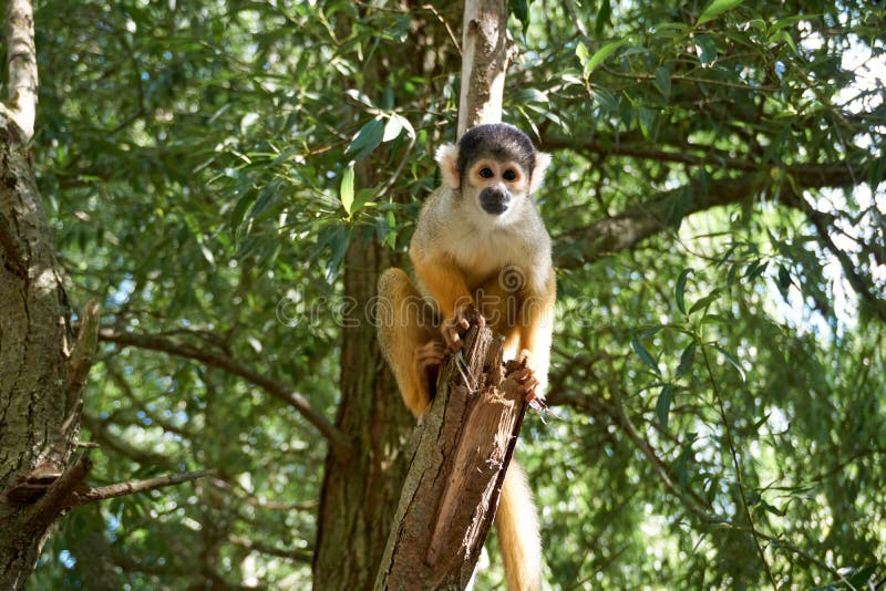 Adorable Squirrel Monkey on a Tree Stock Image - Image of saimiri ...