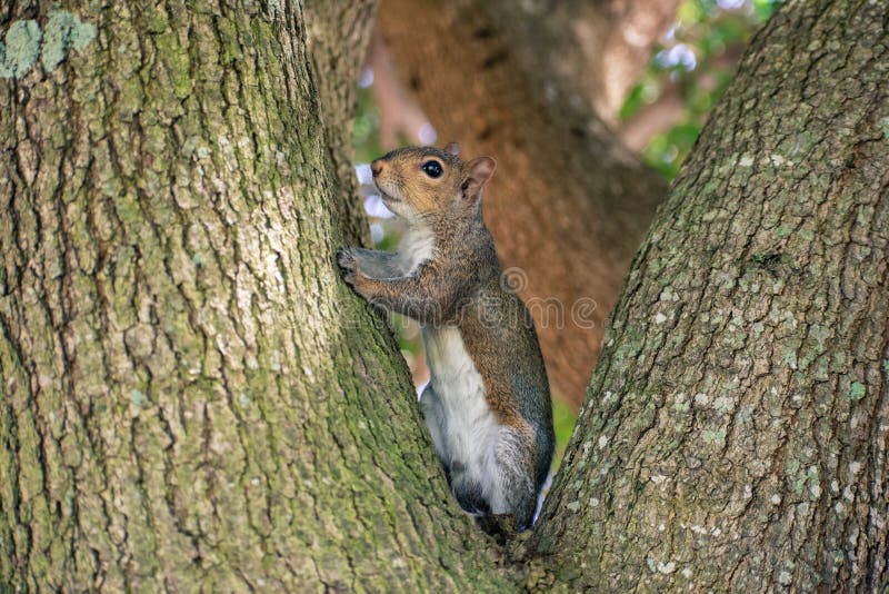Squirrel running on a tree stock photo. Image of close - 237241626