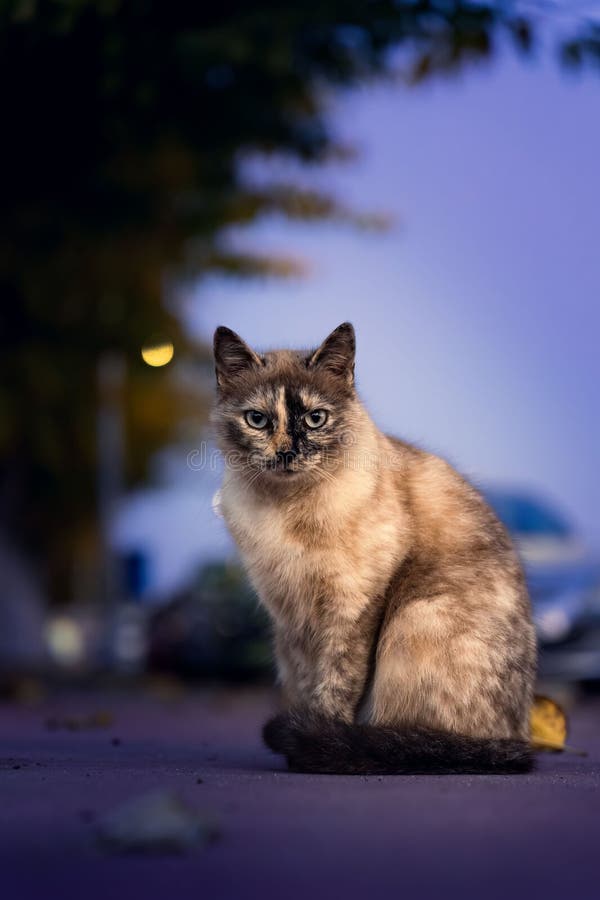 Adorable Striped Stray Cat in a Park Outdoors with a Blurry Background ...
