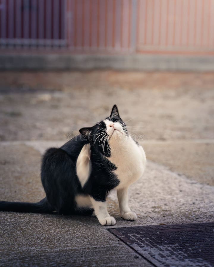 Adorable Striped Stray Cat in a Park Outdoors with a Blurry Background ...