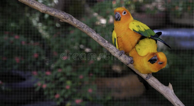 Adorable Sun Conure Couple Expressing Love at the Zoo Stock Image ...
