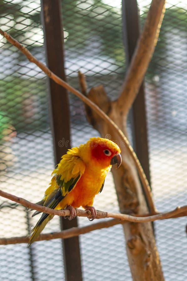 Adorable Sun Conure Parrots on Hand Stock Photo - Image of love ...
