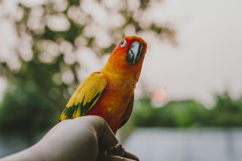Adorable Sun Conure Parrots on Hand Stock Photo - Image of bird, bright ...