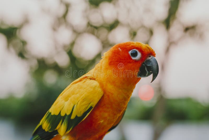 Adorable Sun Conure Parrots on Hand Stock Image - Image of eyes, little ...