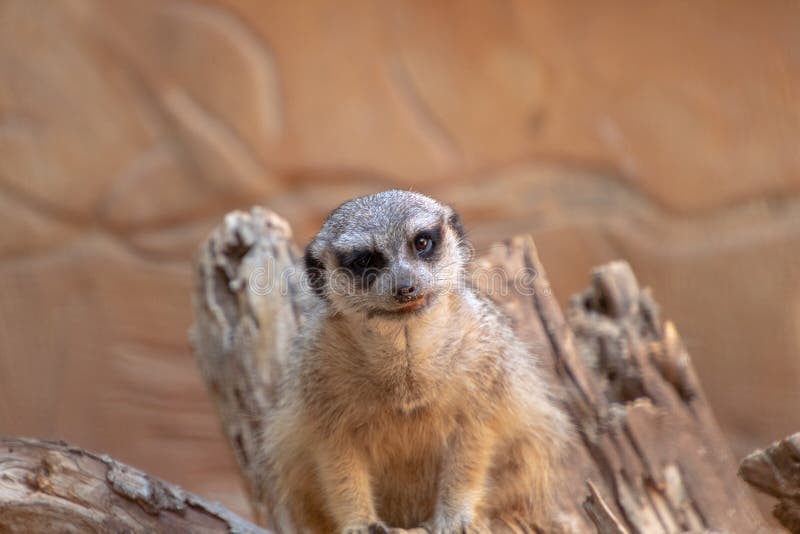 Adorable Suricate Looking Straight To a Camera Stock Image - Image of ...