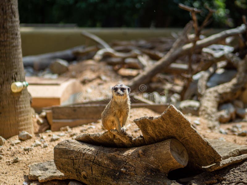 Adorable suricate in a zoo stock photo. Image of meerkat - 200541306