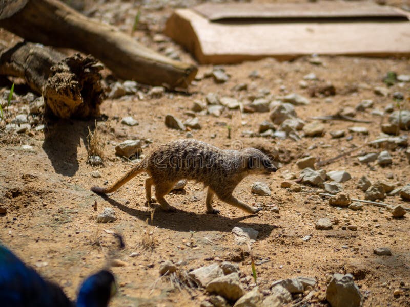 Adorable suricate in a zoo stock image. Image of cute - 200541317