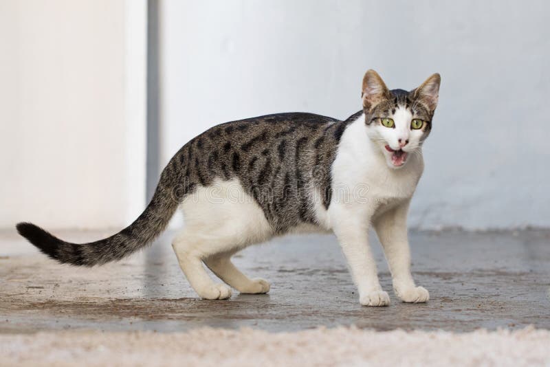 Adorable tabby cat at home stock photo. Image of waiting - 298547616