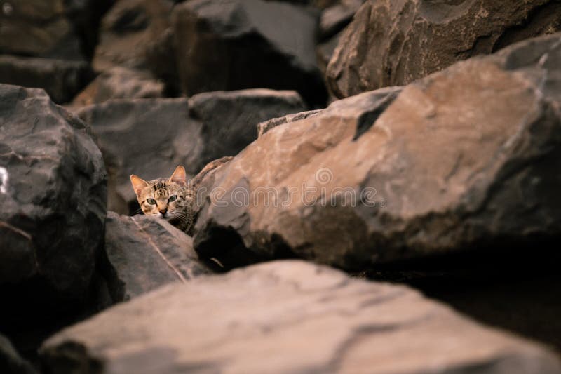 Adorable Tabby Cat Peeking Out from the Rocks. Stock Image - Image of ...