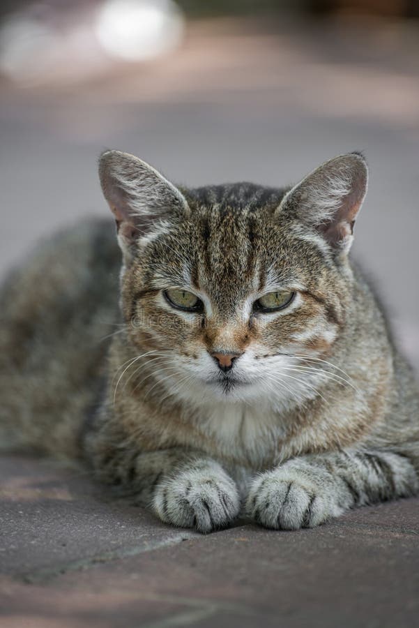 Adorable Tabby Cat Posing for the Camera. Stock Photo - Image of ...