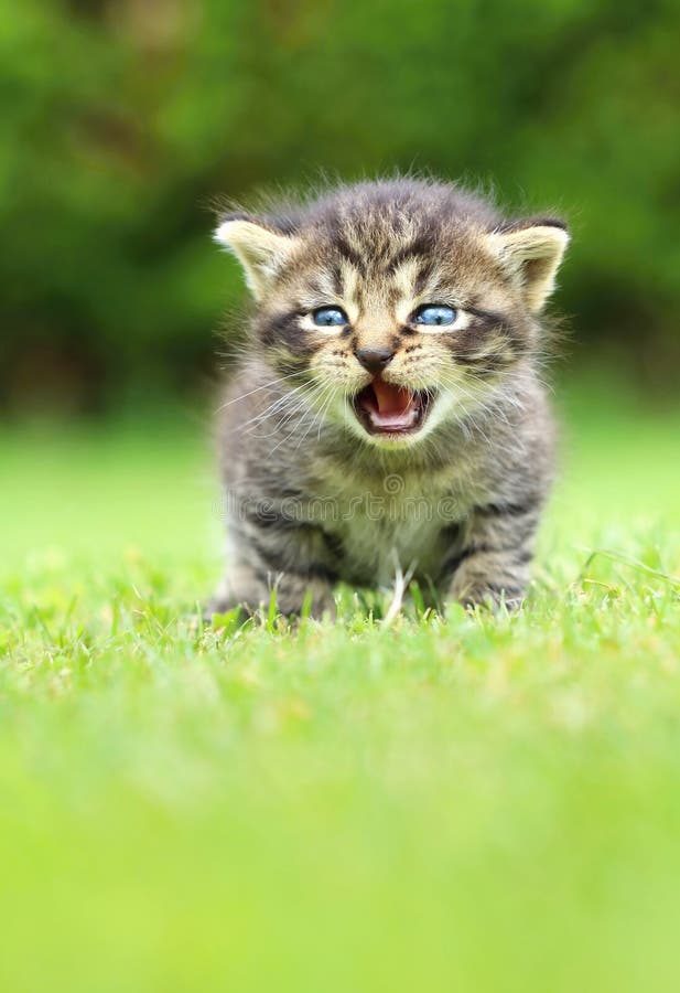 Adorable Tabby Kitty Mewing Stock Photo - Image of young, baby: 74451486