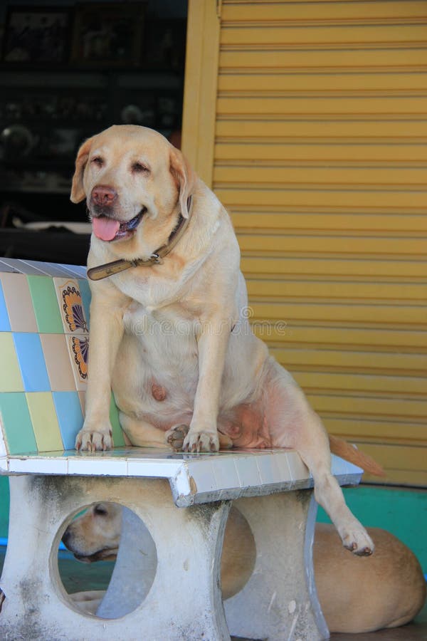 Dogs are Tame Animals that Have Been Bred for Thousands of Years until ...