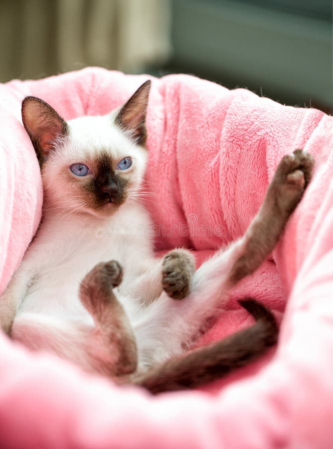Adorable Thai Kitten in Pink Pet Bed Stock Photo - Image of cute, pink ...