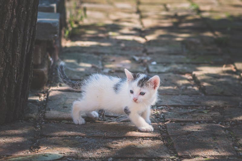 Adorable Timid Kitten in the Garden Stock Photo - Image of outdoors ...