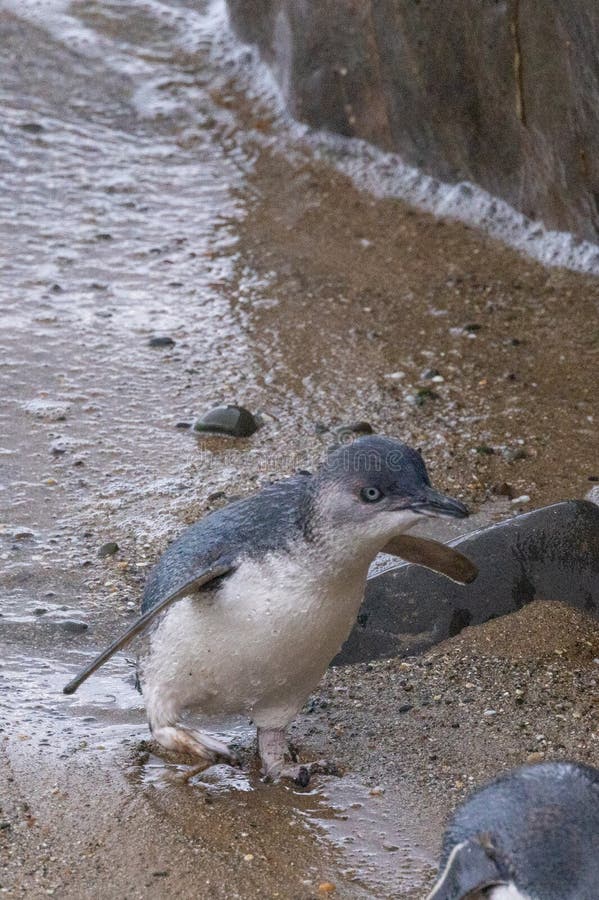 Little Blue Penguin of Australasia Stock Image - Image of birding ...