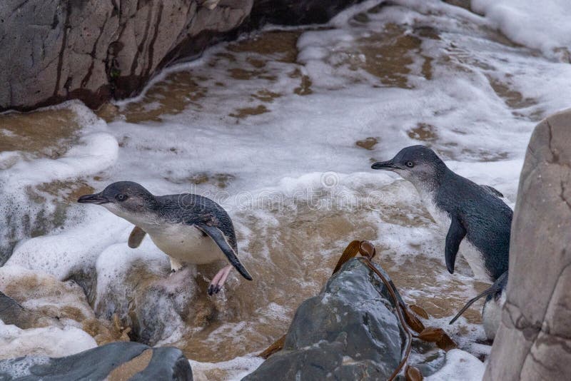 Little Blue Penguin of Australasia Stock Photo - Image of bird, exotic ...