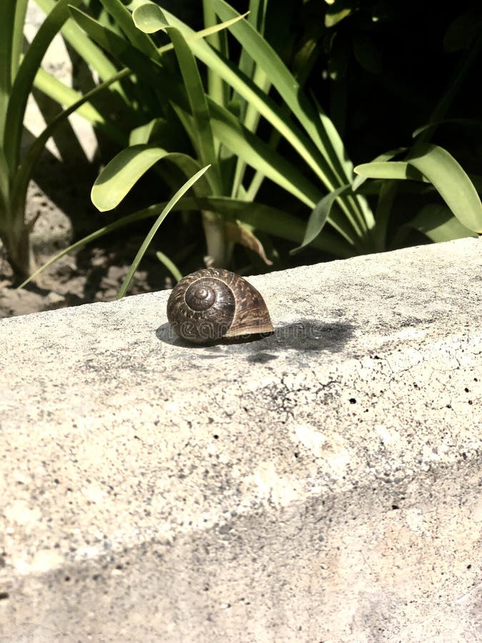 Snail Shell stock image. Image of snail, tiny, shell - 142984447