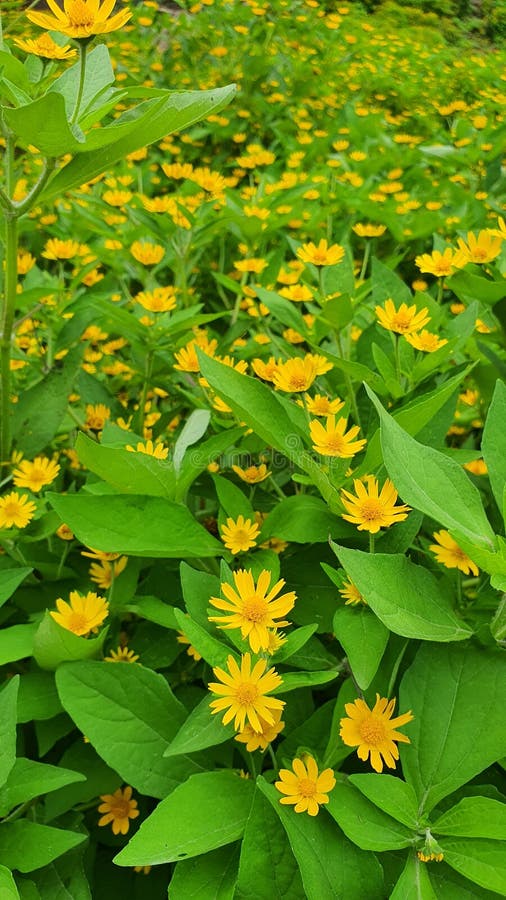 Adorable Tiny Yellow Melampodium Flower Blooming Stock Photos - Free ...