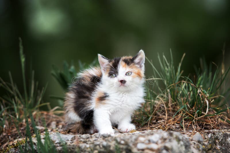 Adorable Tricolor Kitten Posing Outdoors Stock Image - Image of kitty ...