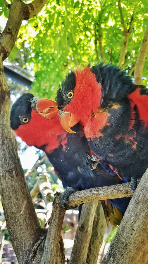Adorable tropical birds stock photo. Image of parrot - 65153110