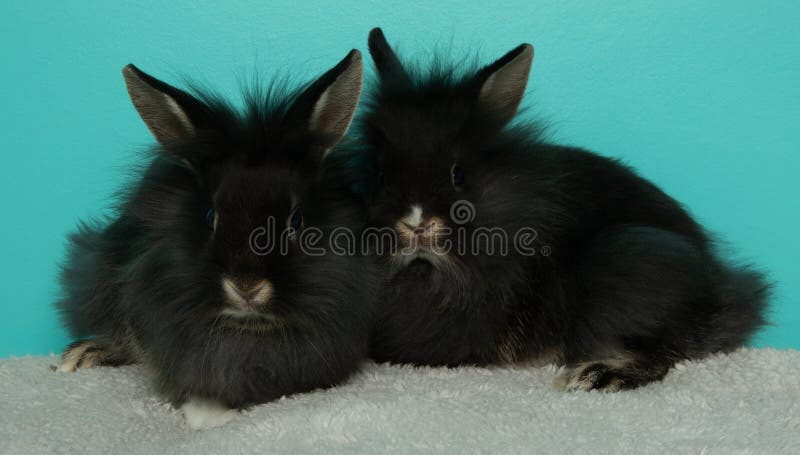 Black Baby Bunny