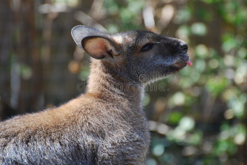 Adorable Wallaby with a Pink Tongue Stock Photo - Image of kanga, joey ...