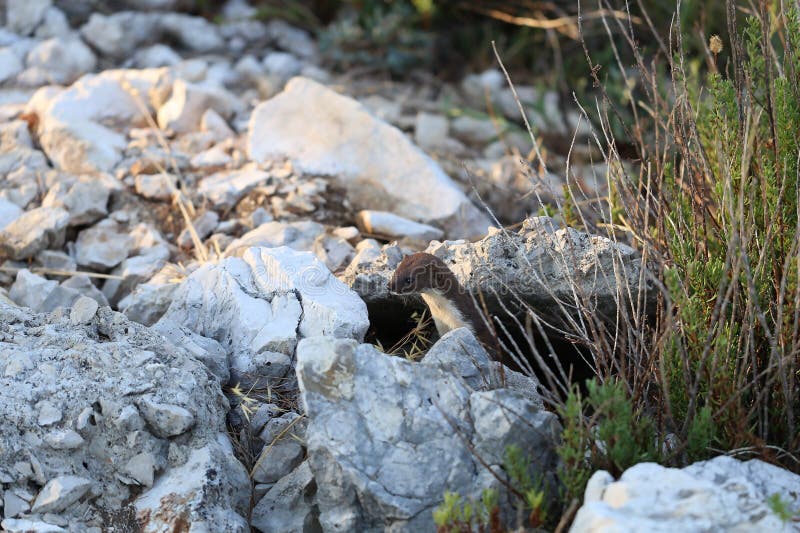 Adorable Weasel among Rocks Stock Image - Image of wildlife, plant ...