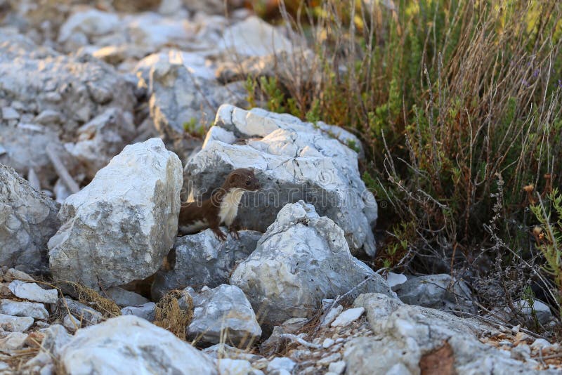 Adorable Weasel among Rocks Stock Image - Image of wildlife, plant ...