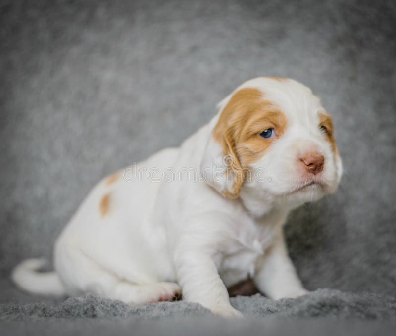Adorable 4 Week Old Cocker Spaniel Puppies Stock Image - Image of ...