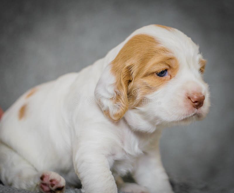 Adorable 4 Week Old Cocker Spaniel Puppies Stock Image - Image of nest ...