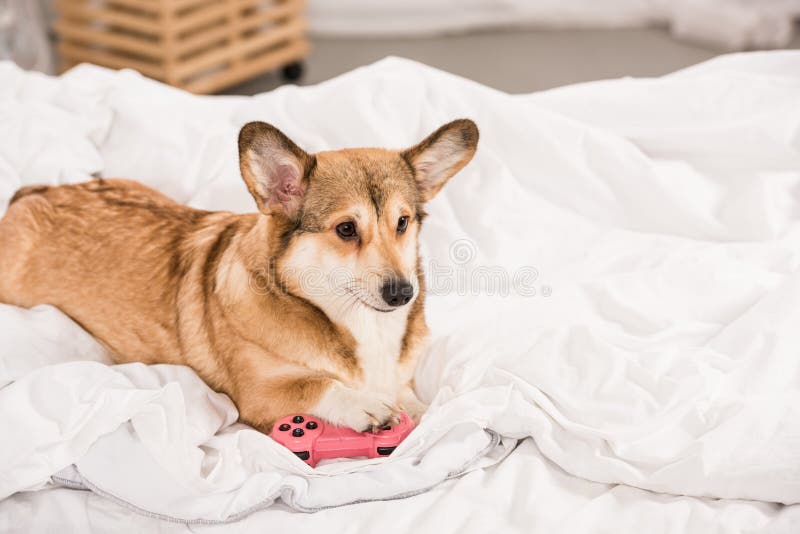 Adorable Welsh Corgi Lying on Bed with Pink Joystick Stock Photo ...
