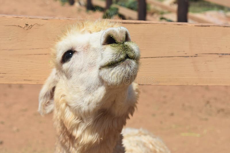 Looking into the Nose of a Fluffy White Alpaca Stock Image - Image of ...