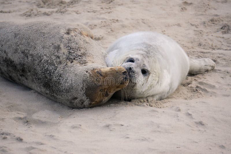 Adorable White and Brown Seals Hugging and Kissing while Lying on Sandy ...