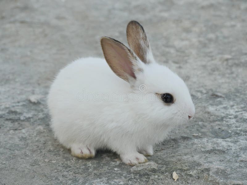 Lovely White Rabbit with Long Ears Stock Photo - Image of color ...