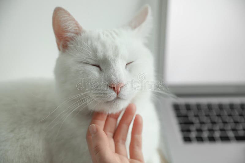 Adorable White Cat Distracting Owner from Work, Closeup Stock Image ...