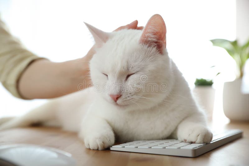 Adorable White Cat Lying on Keyboard and Distracting Owner from Work ...
