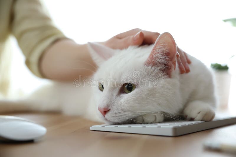 Adorable White Cat Lying on Keyboard and Distracting Owner from Work ...