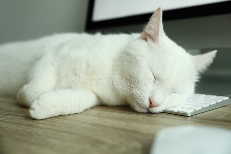 Adorable White Cat Sleeping on Keyboard at Workplace, Closeup Stock ...
