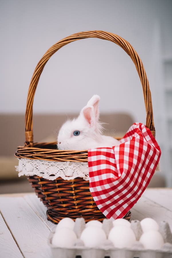 Adorable White Easter Rabbit Sitting Stock Image - Image of fauna, hair ...
