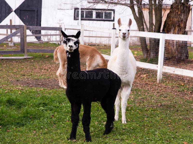 Adorable White-faced Black Coloured Young Alpaca Standing in Front of ...
