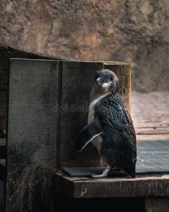 Adorable White-flippered Penguin Standing on Wooden Structure in the ...