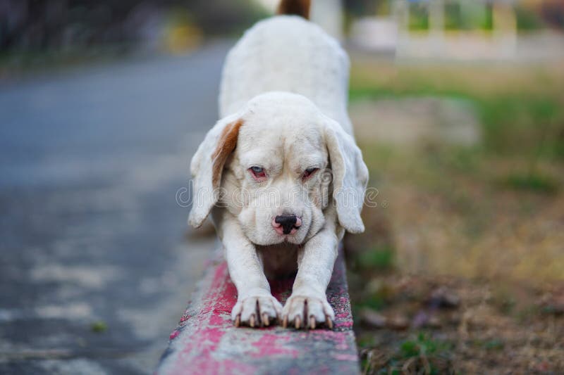 An Adorable White Fur Beagle Dog Shows Its Behavior a Forward ...