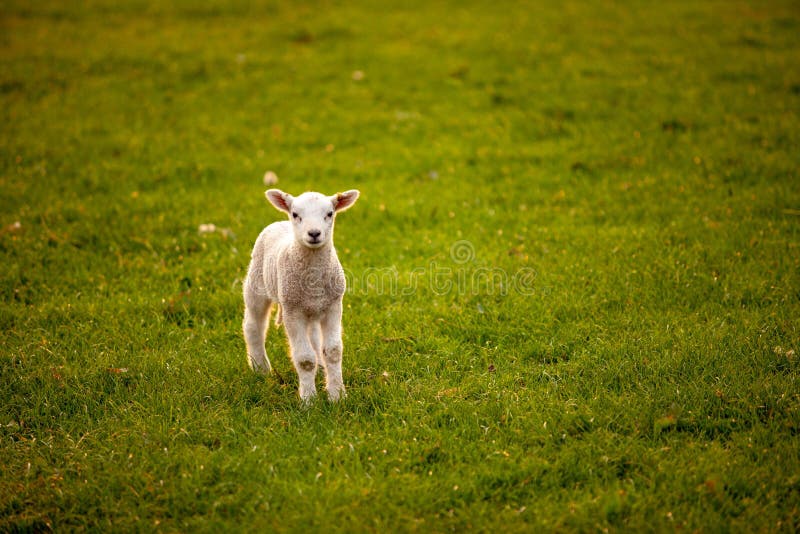 Adorable White Lamb on a Grassy Field Stock Photo - Image of green ...