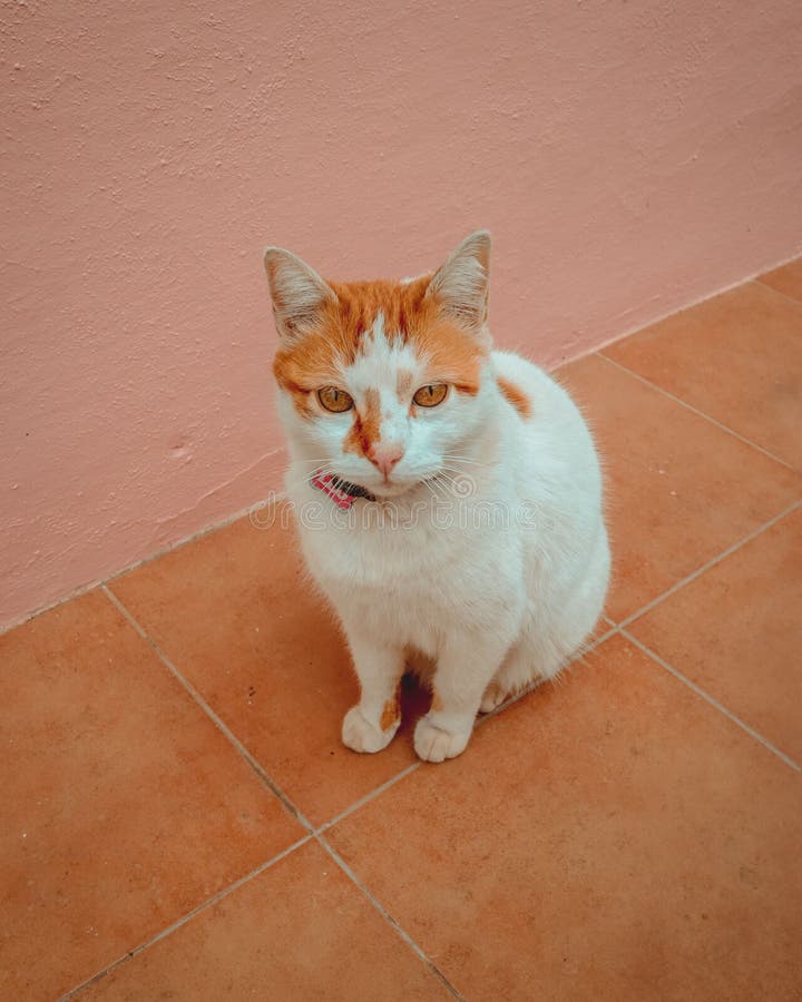 Adorable White and Orange Aegean Cat Standing on the Floor Stock Photo ...