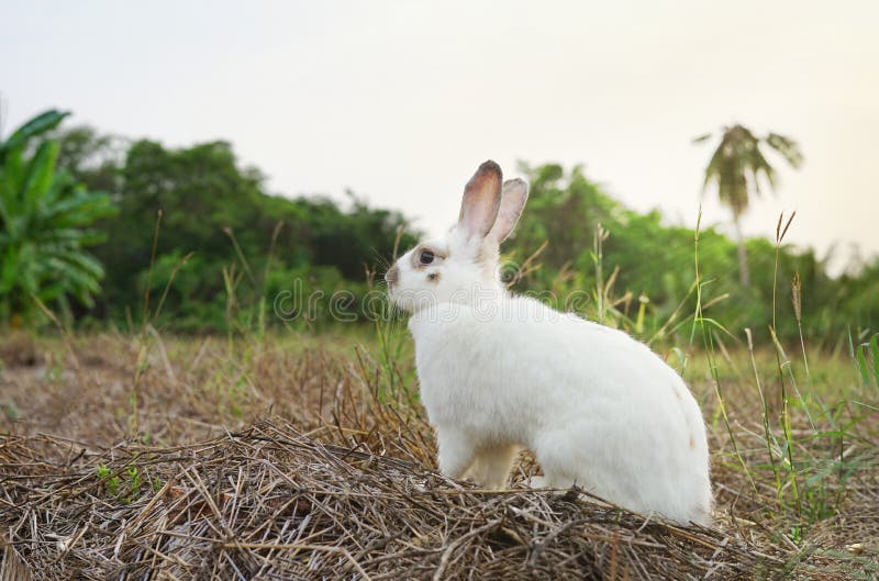 Adorable White Rabbit Standing on the Dry Haystack Stock Photo - Image ...