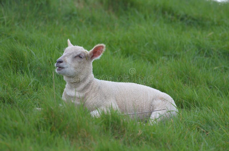 Adorable White Sheep Resting in a Field Stock Image - Image of horns ...
