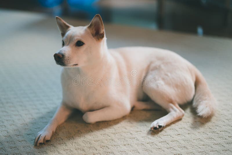Adorable White Shiba Inu Lying on a Carpet Stock Photo - Image of cute ...