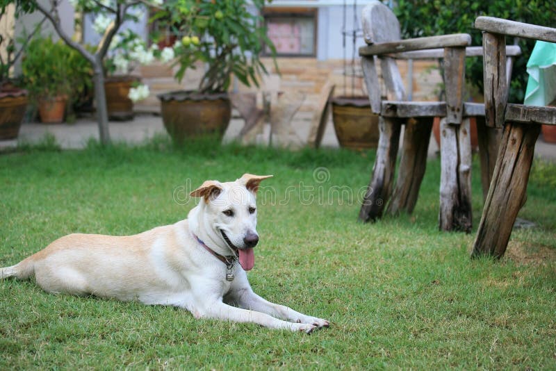 Adorable White Young Dog Rest on Grass Field Stock Image - Image of ...