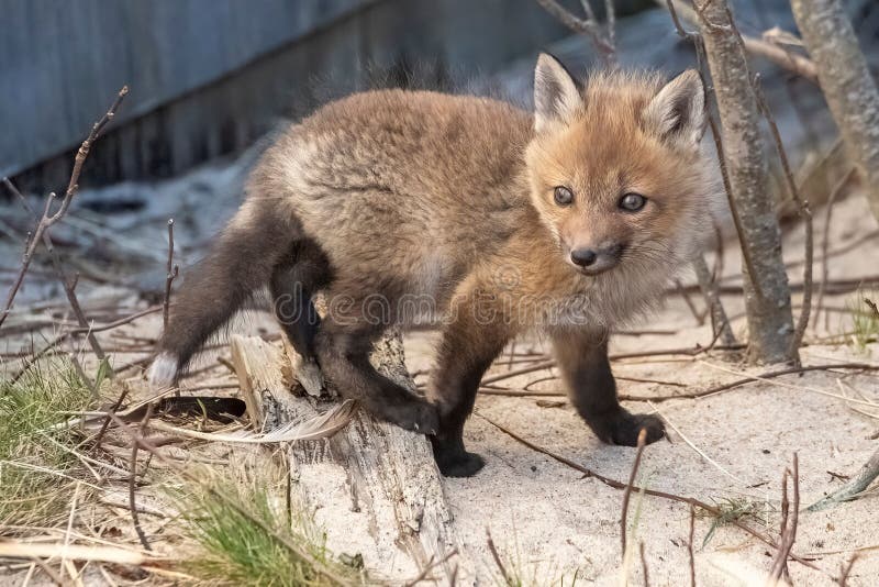 Adorable Wild Fox Kit Looking Aside Standing Outside on the Ground ...