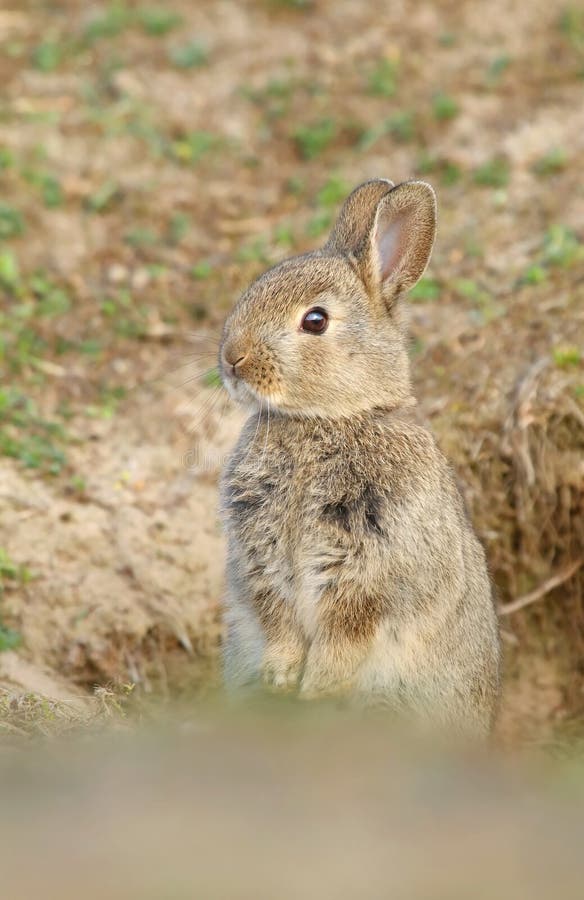 Wild rabbit on meadow stock image. Image of cuniculus - 97283003